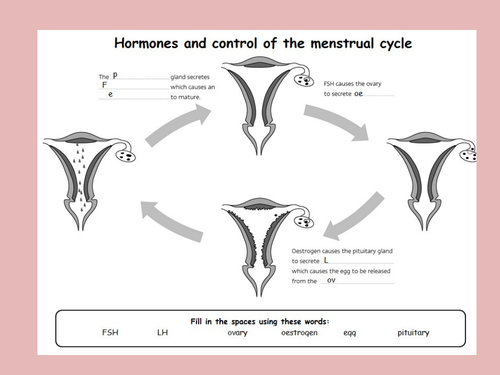 AQA GCSE Science - Homeostasis - Hormonal Control of the Menstrual Cycle | Teaching Resources