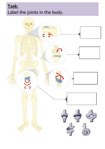 Activate One - B2 - Structure and Function of Body Systems - Movement ...