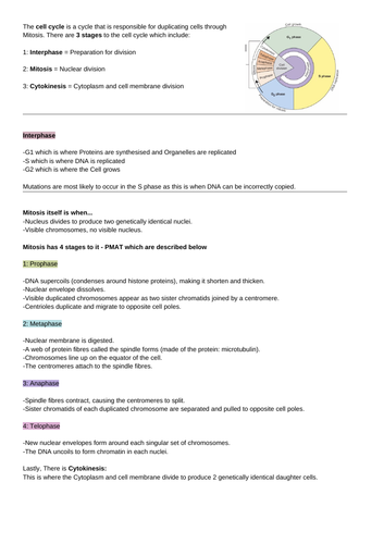 Mitosis and the cell cycle overview | Teaching Resources