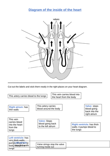 KS4 Biology | Teaching Resources