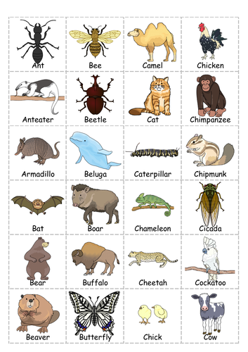 Animal Classification: Animal Groups Sorting Card for Kids | Teaching ...