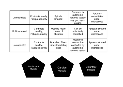 Muscle Types - Matching game (18 cards) | Teaching Resources