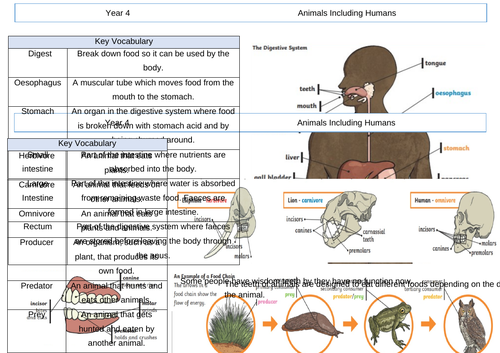 Year 4 Knowledge Organiser Animals including humans | Teaching Resources