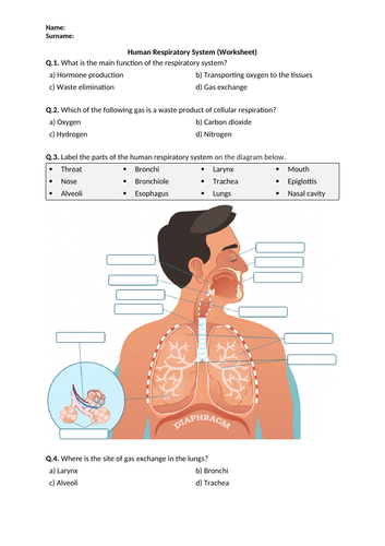 Human Respiratory System - Worksheet | Printable and Distance Learning ...