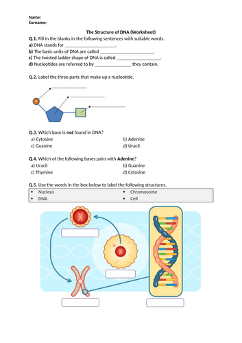 The Structure of DNA - Worksheet | Printable and Distance Learning ...