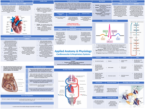 OCR A Level PE Knowledge Organiser Cardiovascular System | Teaching ...