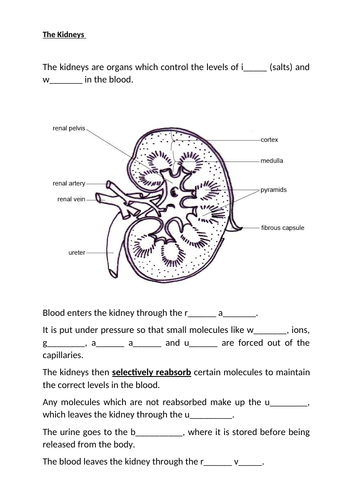 Kidney worksheet | Teaching Resources