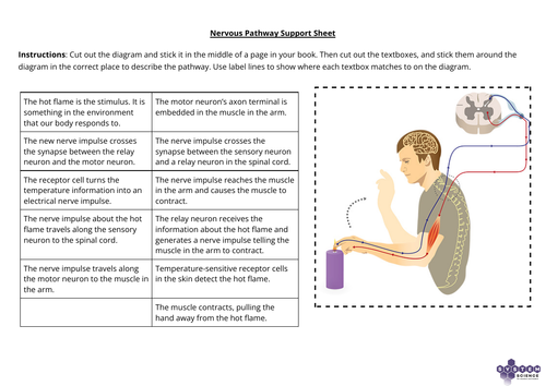 Nervous System/Reflex Arc Support Sheet | Teaching Resources