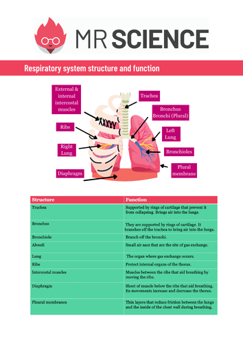 Standard Note Human Respiratory System