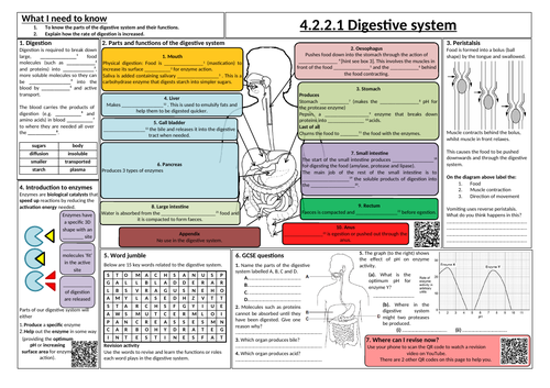 Human Digestive system | Teaching Resources