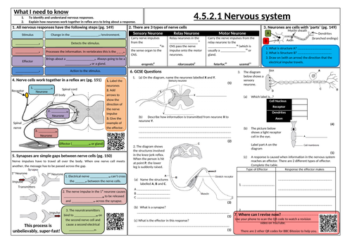 Human nervous system | Teaching Resources