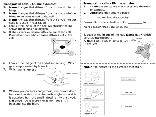 Cell Transport - Worksheet | Teaching Resources
