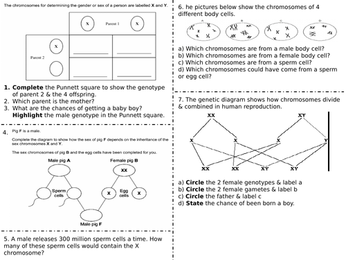 Inheritance of sex (SPEC 6, AQA) Worksheet (H&F) | Teaching Resources