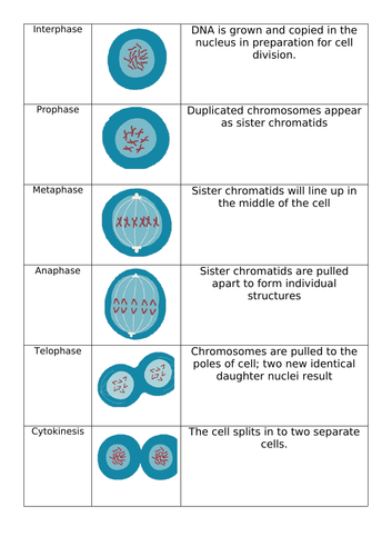 Mitosis Card Sorting | Teaching Resources