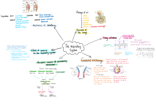 AQA A Level PE - Respiratory system mindmap | Teaching Resources