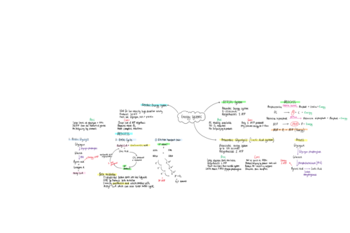 AQA A level PE - Energy systems mindmap | Teaching Resources AQA A level PE - Energy systems mindmap | Teaching Resources