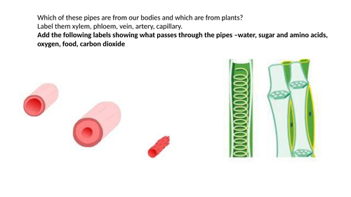 Science SEN transport systems in plants and animals | Teaching Resources