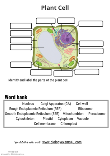 Plant Cell worksheet | Teaching Resources