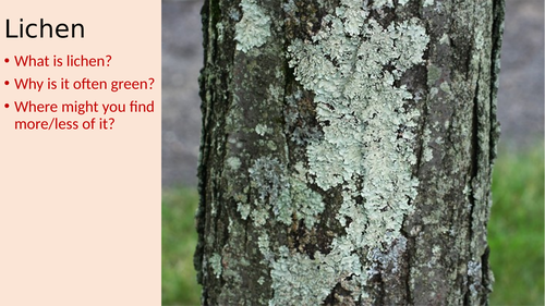 Science Club/Enrichment: Lichen as a Bioindicator | Teaching Resources
