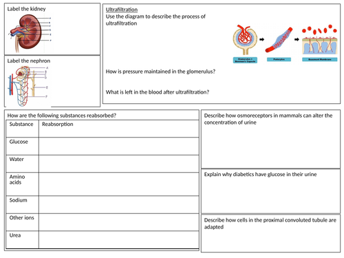 A Level Kidney Revision Sheet | Teaching Resources