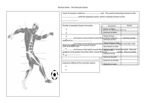 Revision Sheet - The Muscular System | Teaching Resources