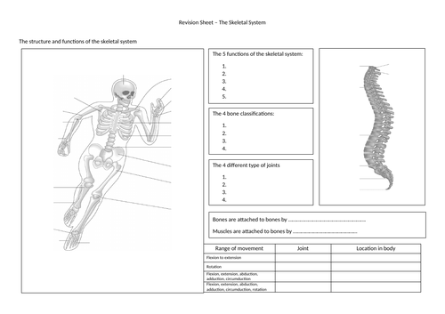 Revision Sheet - The Skeletal System | Teaching Resources