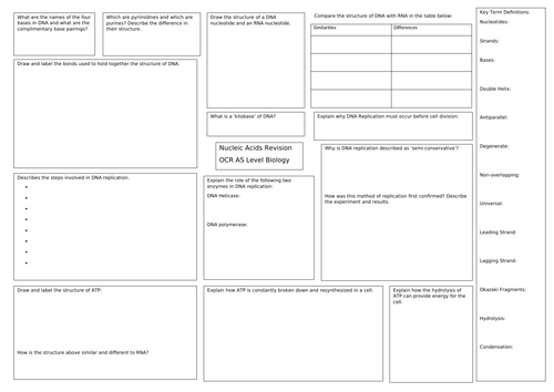 OCR A Level Biology Nucleic Acids revision | Teaching Resources
