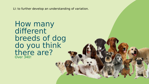 Year 6 Science Evolution: Lesson 4 - Inheritance and Variation ... Year 6 Science Evolution: Lesson 4 - Inheritance and Variation ...
