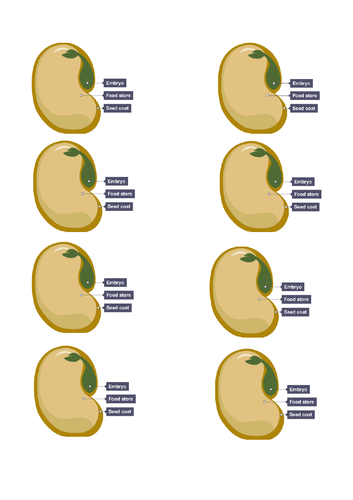 Plant structure and reproduction unit | Teaching Resources