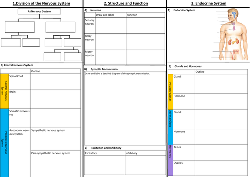 Biopsychology Paper 2 Psychology Revision Sheet AQA | Teaching Resources Biopsychology Paper 2 Psychology Revision Sheet AQA | Teaching Resources