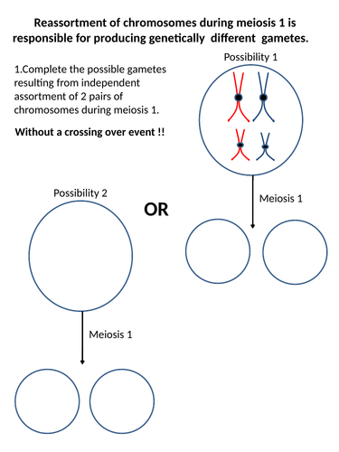 A-Level AQA Biology - Meiosis and Variation | Teaching Resources