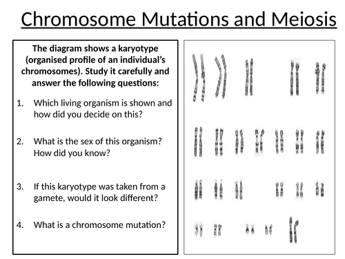A-Level AQA Biology - Meiosis and Chromosome Mutations | Teaching Resources