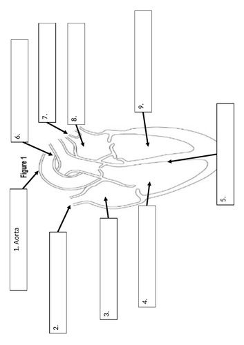 Blood, Blood vessels and the heart | Teaching Resources