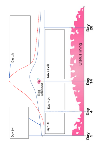 Menstrual cycle, Contraception and IVF | Teaching Resources