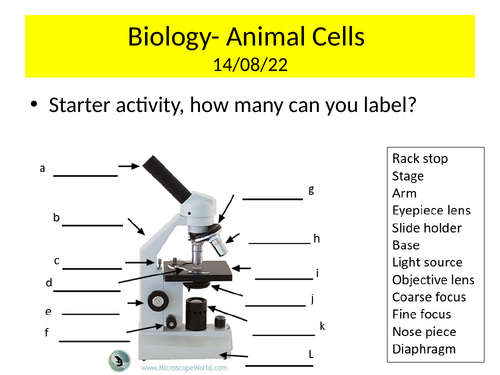 KS3 Biology Animal cells PowerPoint lesson | Teaching Resources
