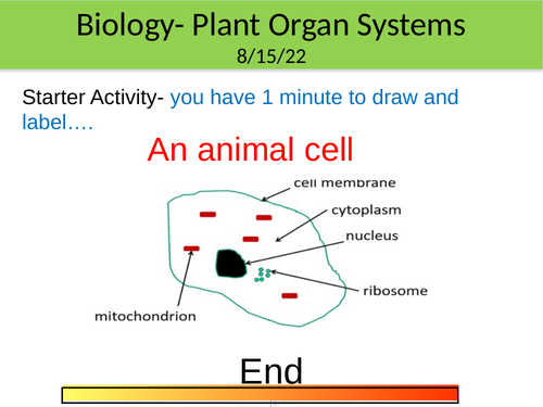 KS3 Biology Plant Organ Systems Powerpoint | Teaching Resources