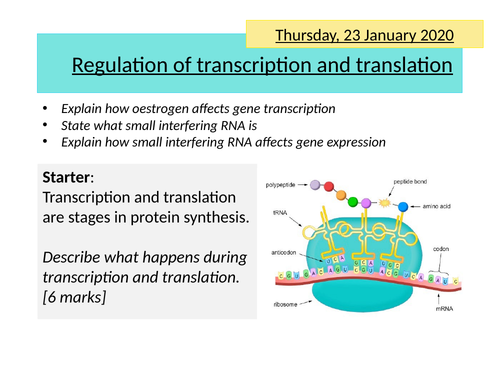 AQA 20.3 Regulation of Transcription & Translation | Teaching Resources