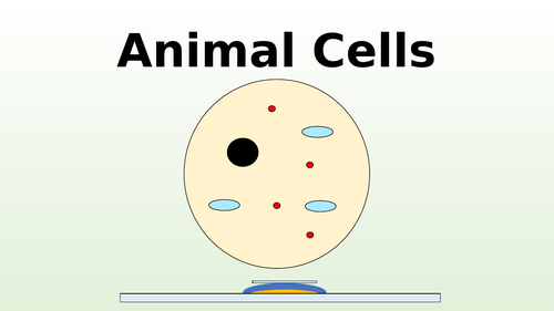 Animal Cells | Teaching Resources
