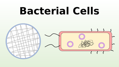 Bacterial Cells | Teaching Resources