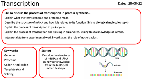 AS/A2-Level AQA Biology Protein Synthesis - Transcription Full Lesson ...