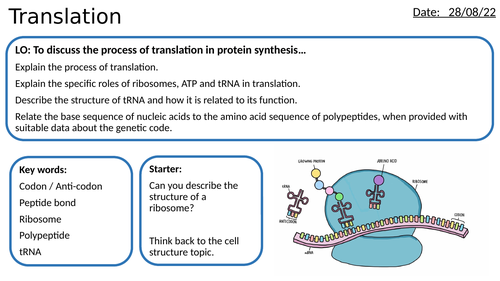 AS/A2-Level AQA Biology Protein Synthesis - Translation Full Lesson ...