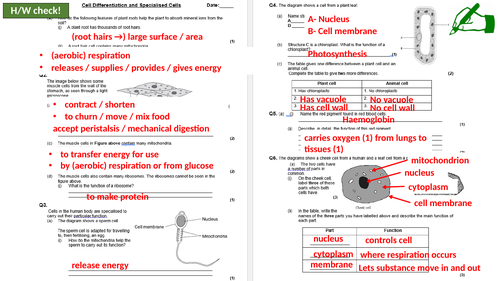 Differentiation and specialisation GCSE HIGHER | Teaching Resources
