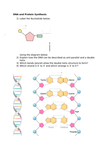 A-Level Biology - DNA, Protein Synthesis and Gene Expression | Teaching ...