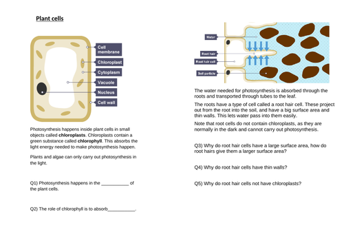Plant Cells Information Sheet Teaching Resources