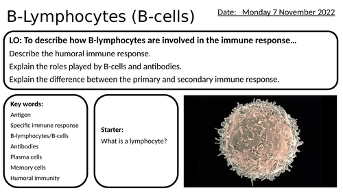 AS/A2-Level AQA Biology B-Lymphocyte B-cell Antibodies Humoral Immunity ...