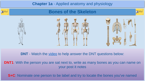 Bones Of The Skeleton Gcse Physical Education Aqa Teaching Resources
