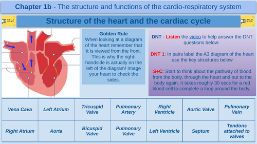 Structure of the heart and the cardiac cycle - GCSE Physical Education ... Structure of the heart and the cardiac cycle - GCSE Physical Education ...
