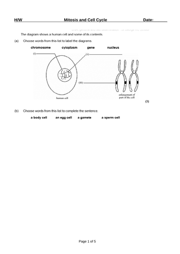 Mitosis and cell cycle KS4 | Teaching Resources