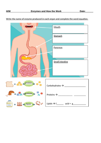 Enzyme active sites GCSE | Teaching Resources