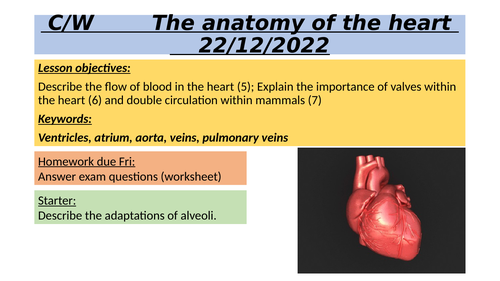 Anatomy of the heart GCSE | Teaching Resources
